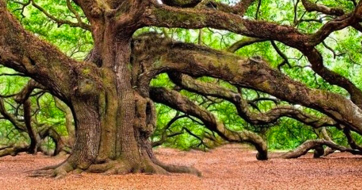 Three Oaks Path | City of Virginia Beach