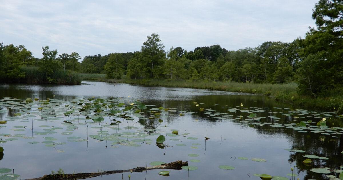 Marsh Restoration in Back Bay | City of Virginia Beach