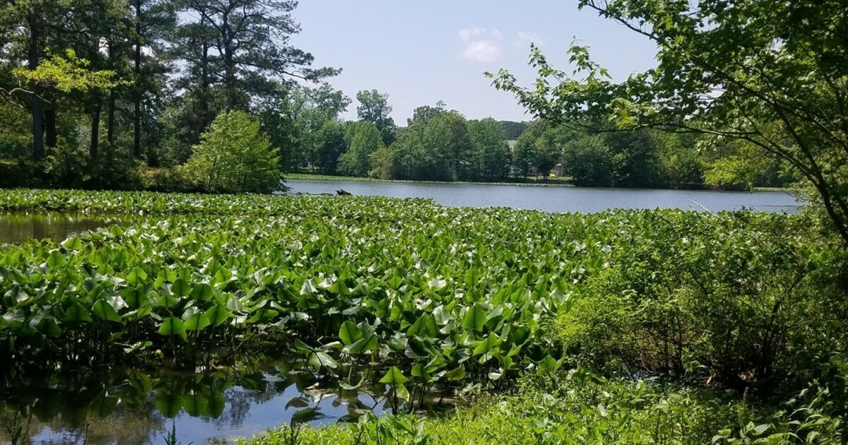 Lake Beaches In Virginia